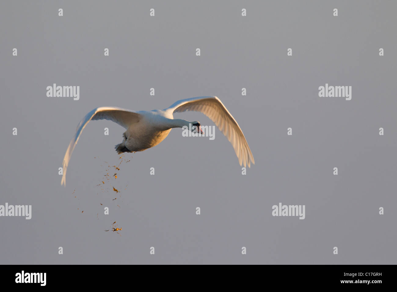 Defecating bird hi-res stock photography and images - Alamy
