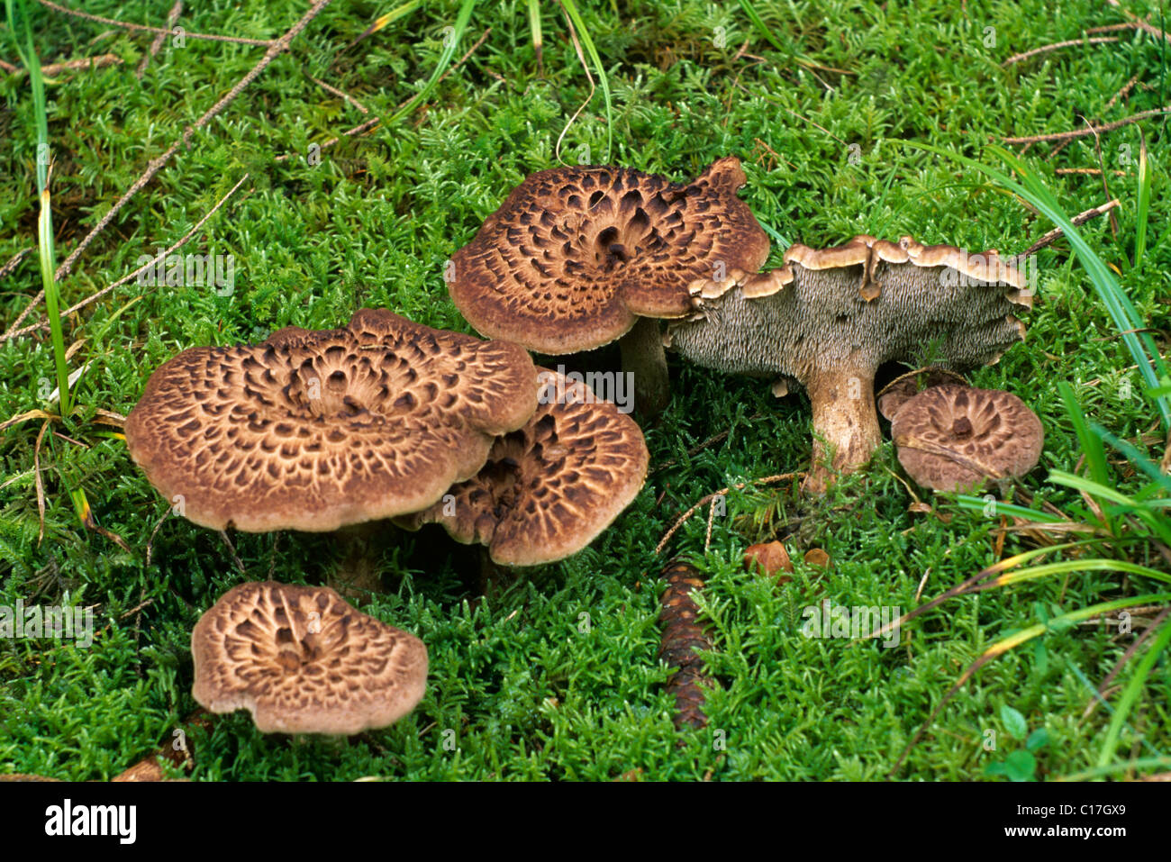 Shingled hedgehogs, scaly hedgehogs (Sarcodon imbricatus Stock Photo ...