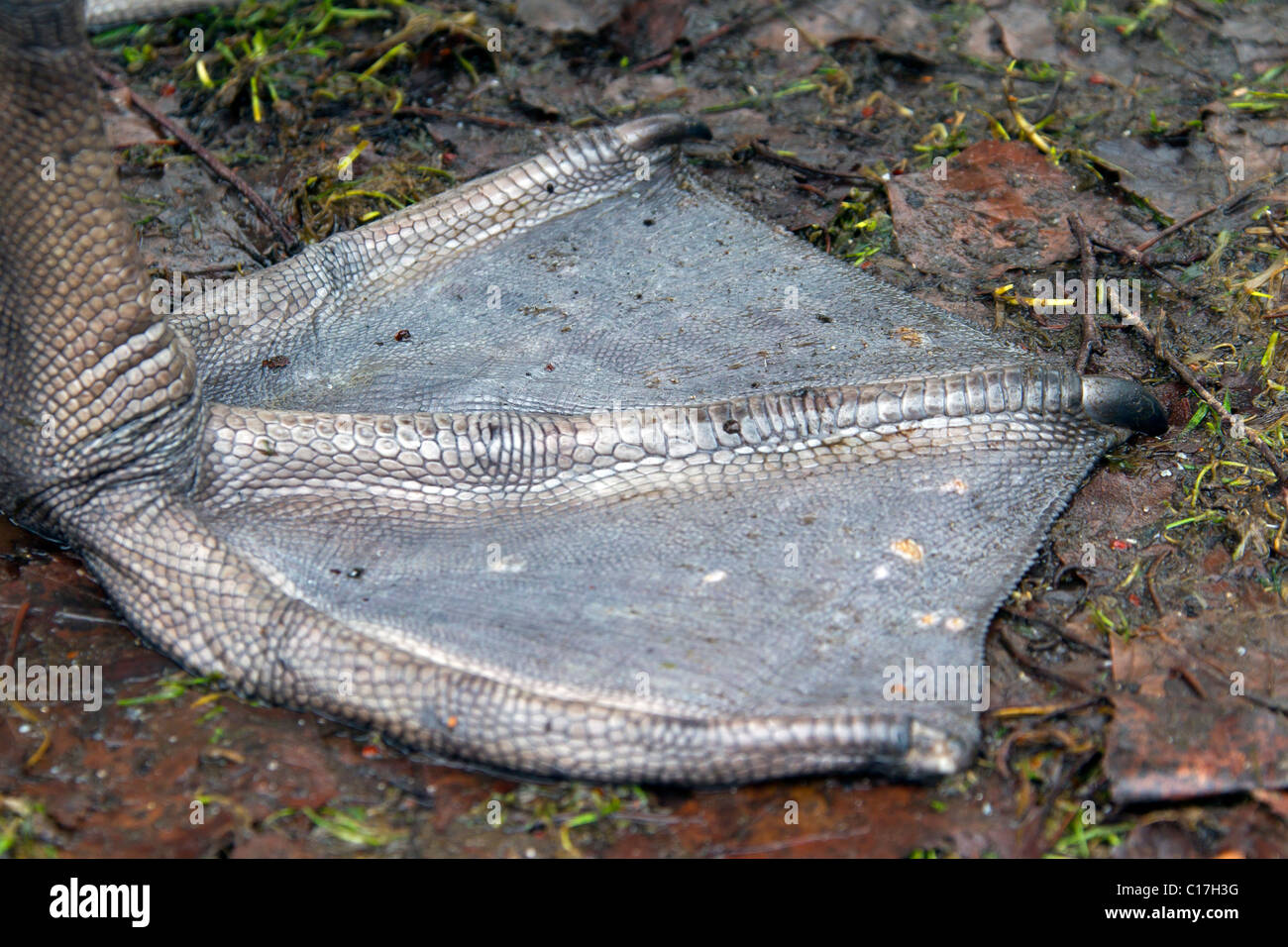 Mute swan (Cygnus olor) webbed foot close-up, Germany Stock Photo - Alamy