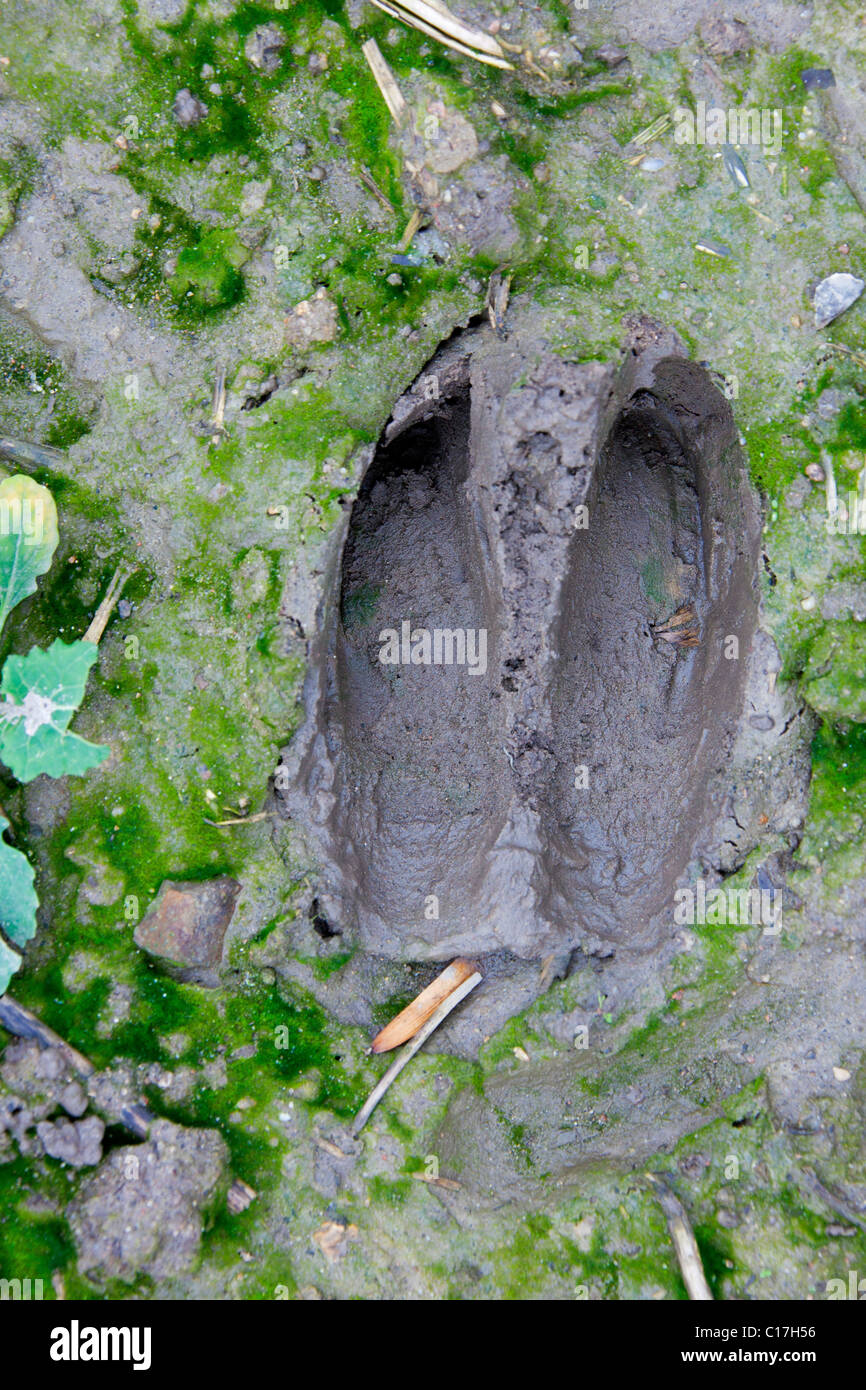 Deer footprint hi-res stock photography and images - Alamy