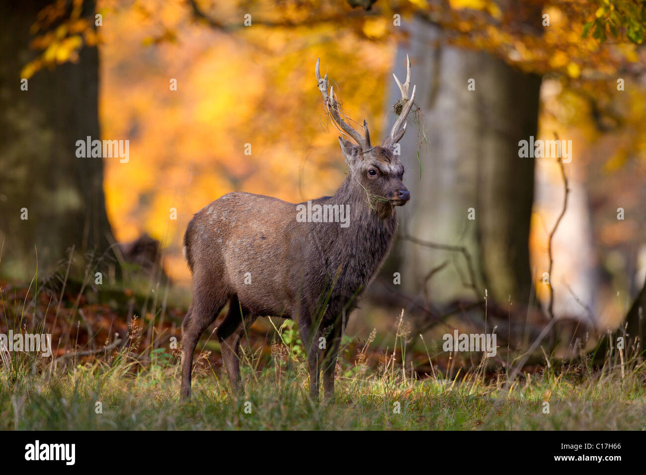 Stag in autumn forest hi-res stock photography and images - Alamy