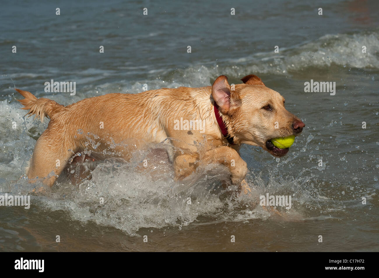 Yellow labrador dog having fun in the sea Stock Photo - Alamy