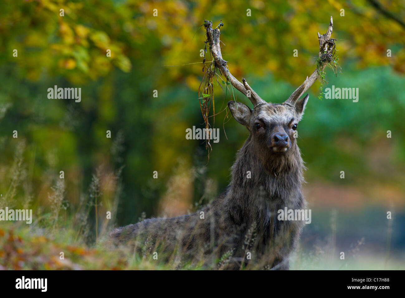 Stag with antlers hi-res stock photography and images - Alamy