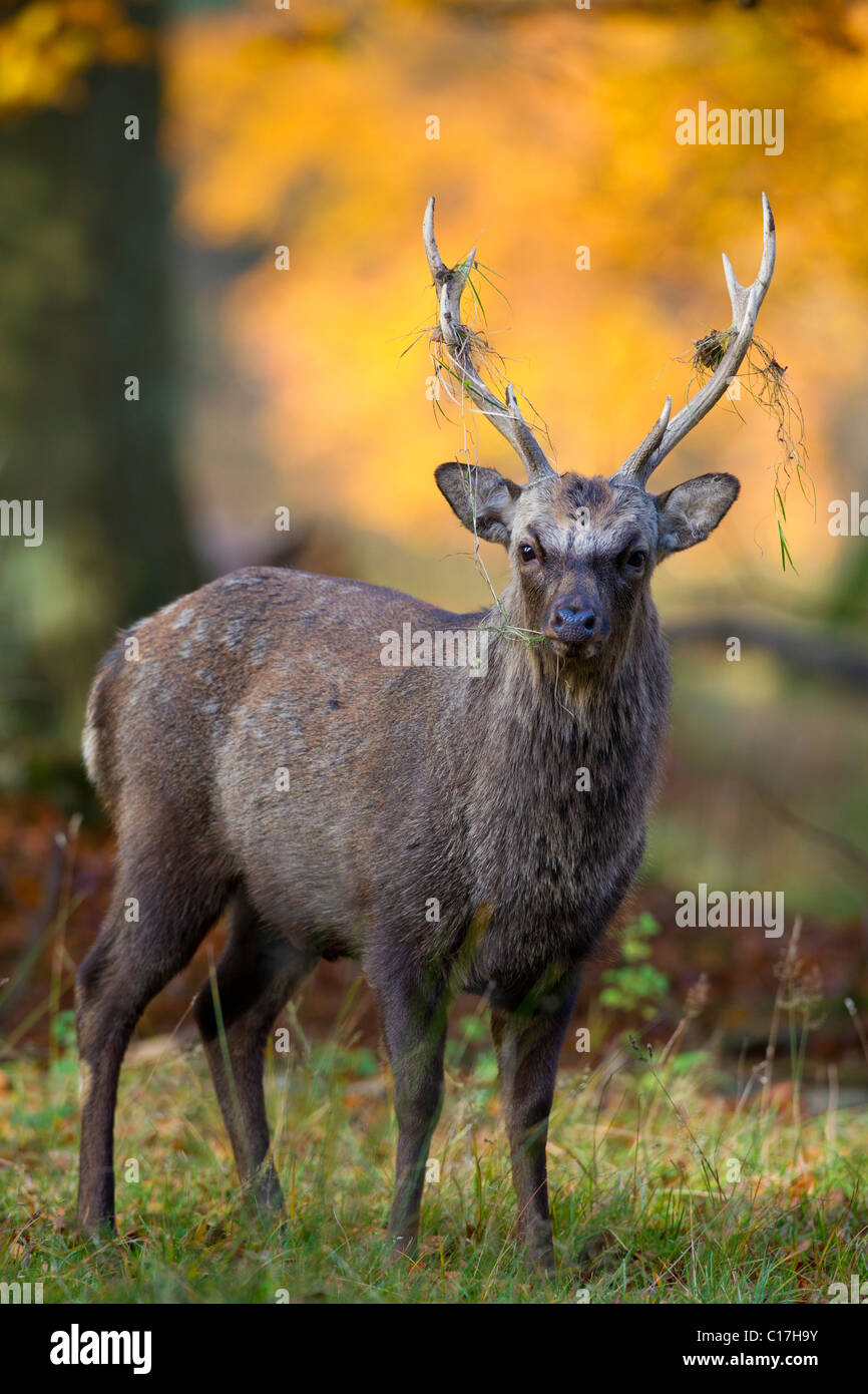 Sika deer cervus nippon hi-res stock photography and images - Alamy
