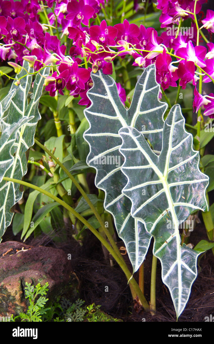 Nice contrasting plants and curious leaves in Singapore Stock Photo - Alamy