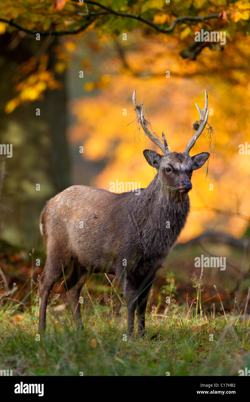 Sika deer (Cervus nippon) stag in autumn forest, Denmark Stock Photo ...