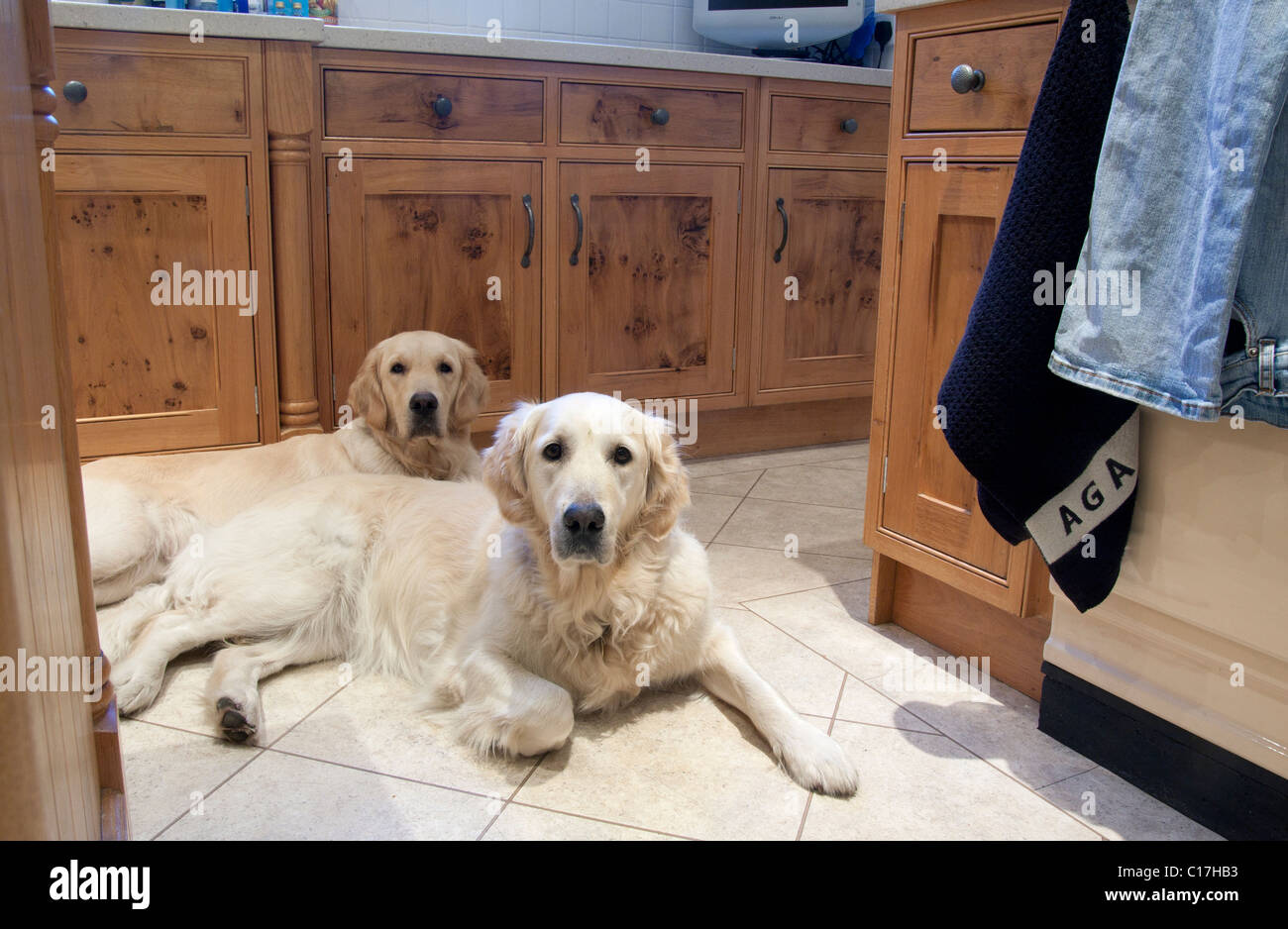 two golden retrievers in kitchen Stock Photo - Alamy