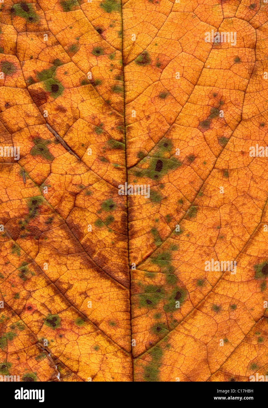 Autumn foliage, detail of a leaf Stock Photo - Alamy