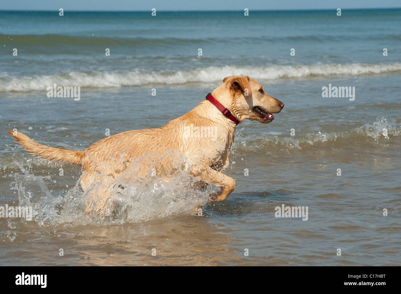 Yellow labrador dog having fun in the sea Stock Photo - Alamy