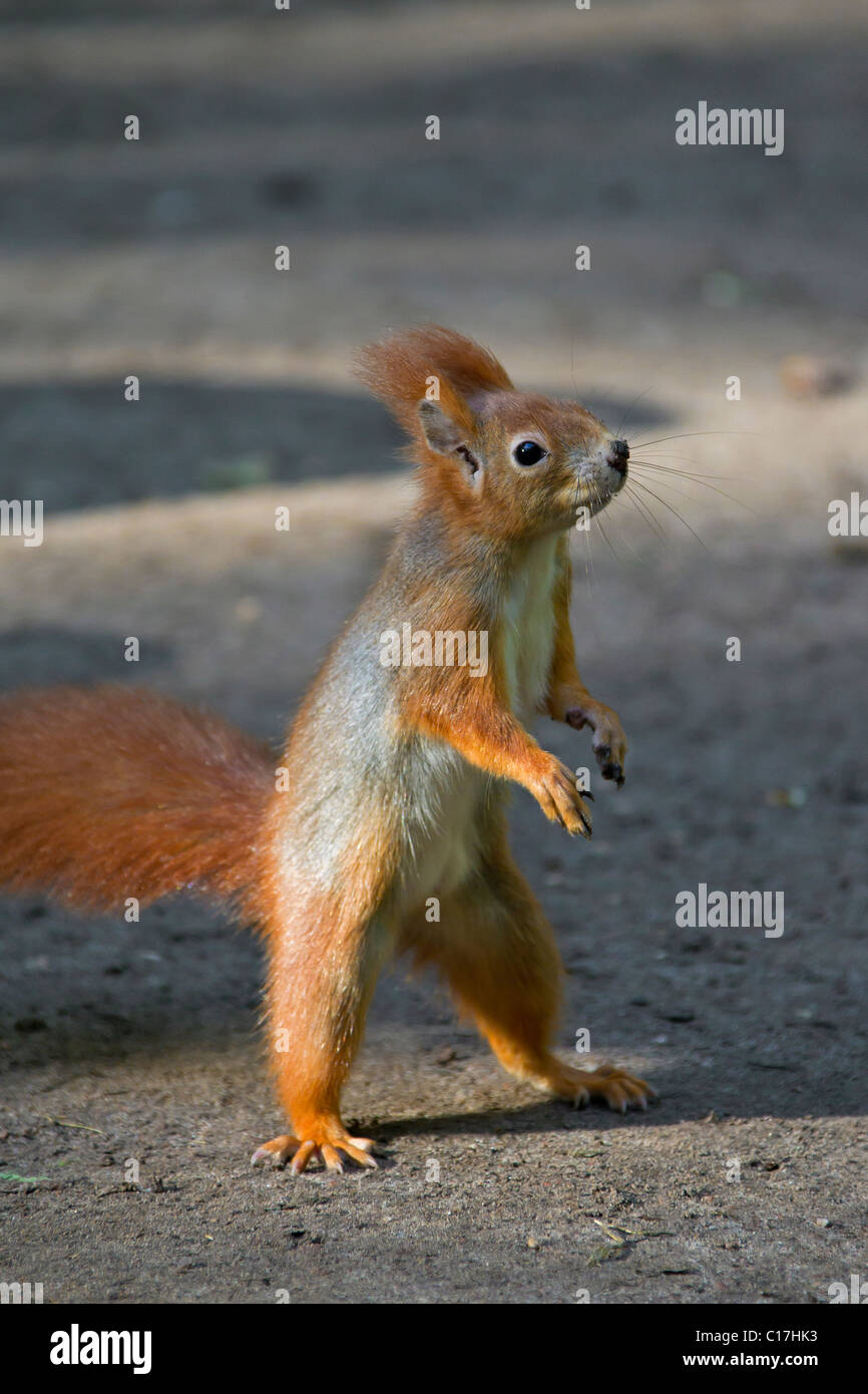 Eurasian red squirrel (Sciurus vulgaris) standing upright on the ground ...