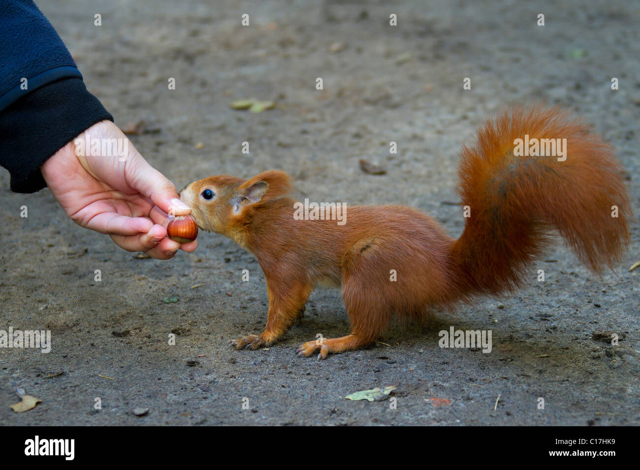 Squirrel nut not winter not snow hi-res stock photography and images ...