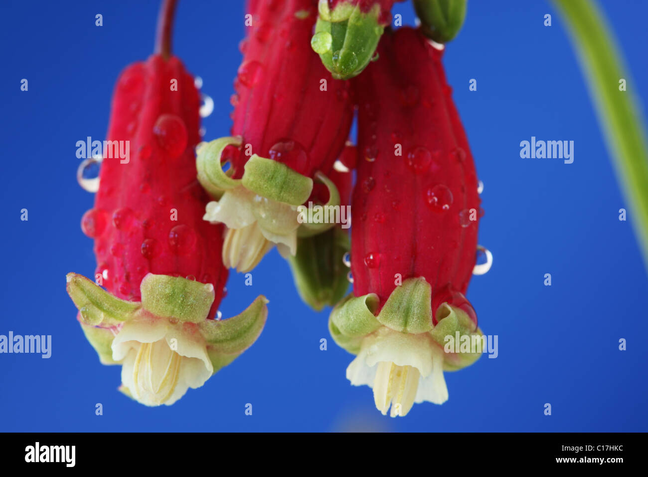 Dichelostemma ida-maia Californian firecracker Crimson Californian ...