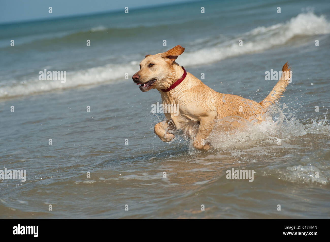 Golden labrador dog in the sea hi-res stock photography and images - Alamy