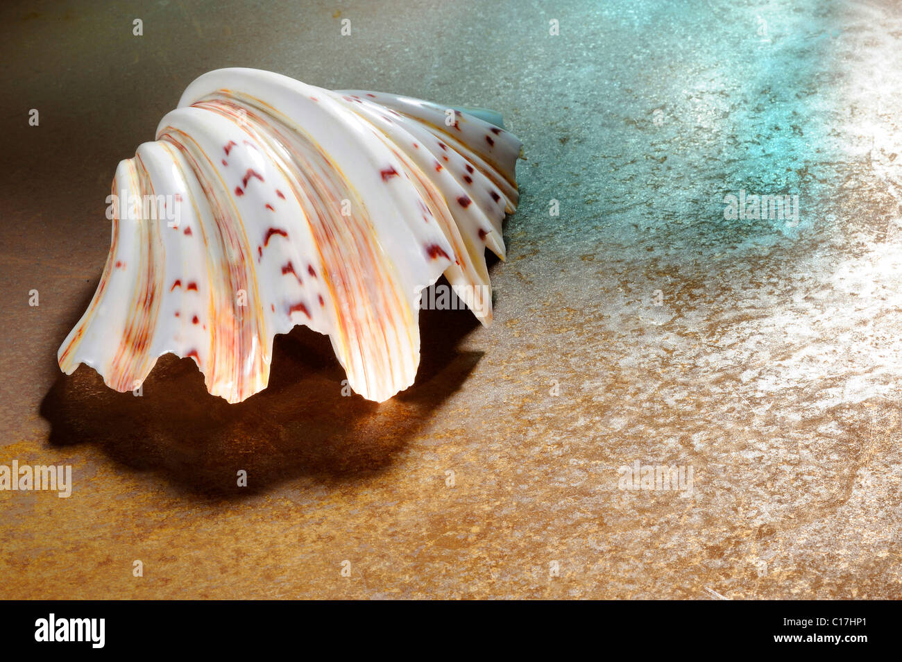 Shell on rusty metal Stock Photo - Alamy