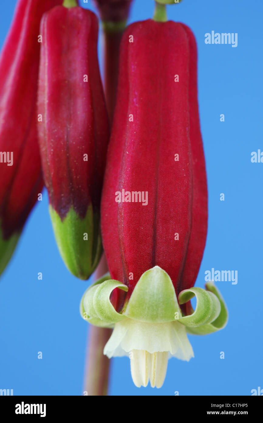 Ida maias hi-res stock photography and images - Alamy