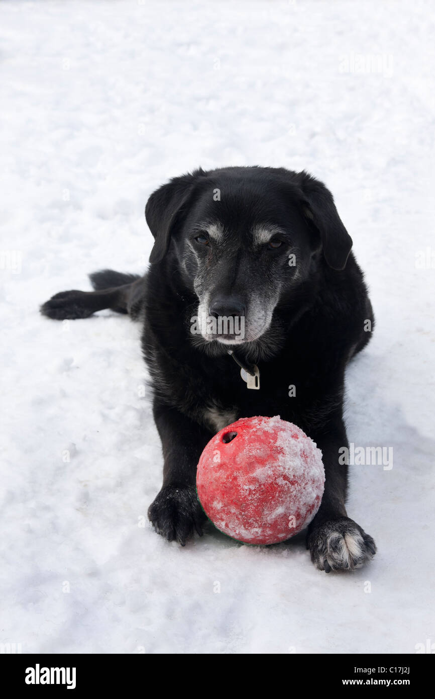 Labrador cross hi-res stock photography and images - Alamy