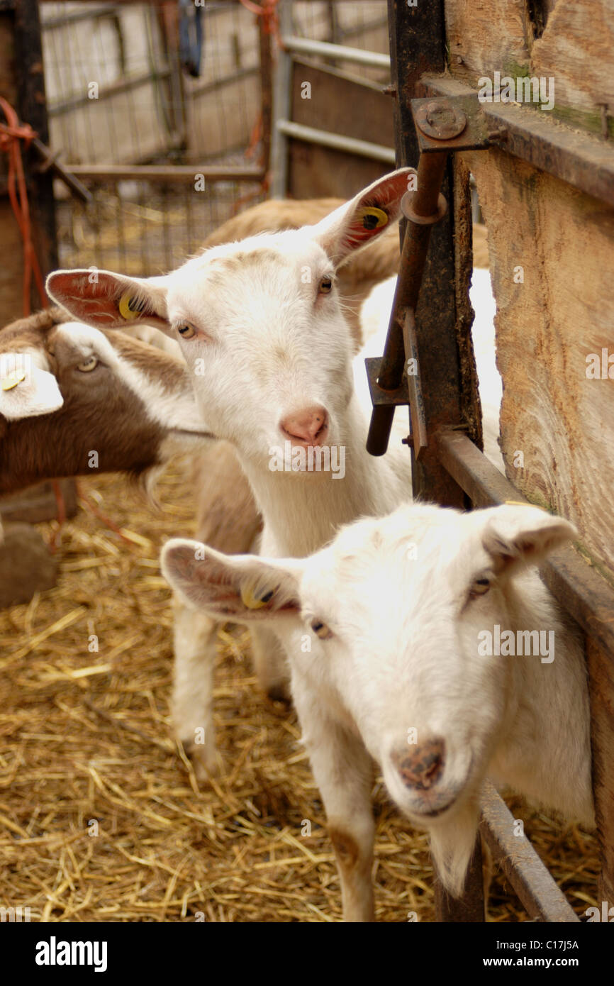 Goats looking out of pen, organic farm, West Yorkshire, UK Stock Photo ...