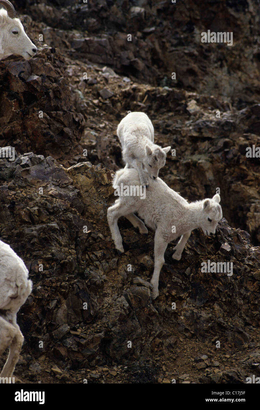 Dall Sheep, Lamb, Denali National Park, Alaska Stock Photo - Alamy