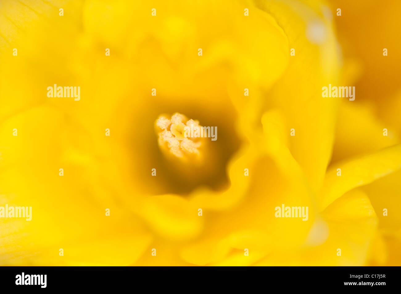 Abstract daffodil hi-res stock photography and images - Alamy