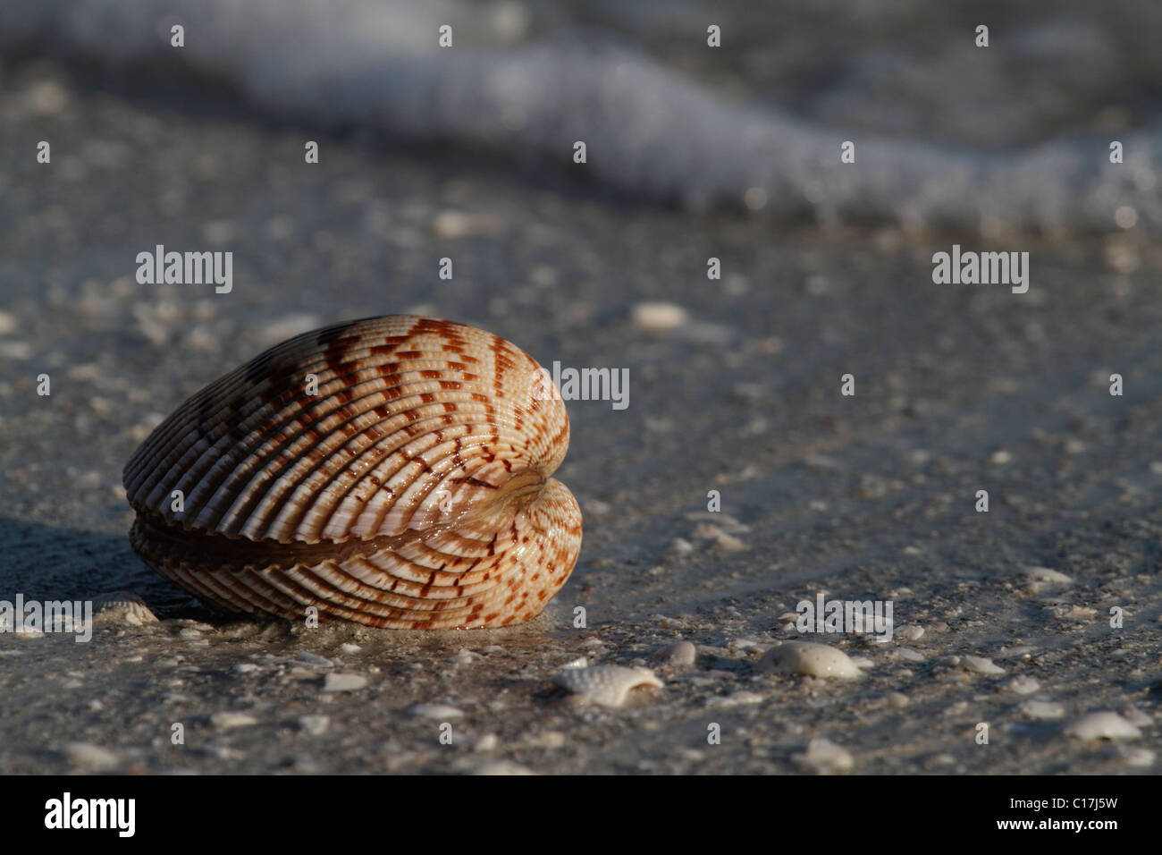 Giant atlantic cockle dinocardium robustum hi-res stock photography and ...