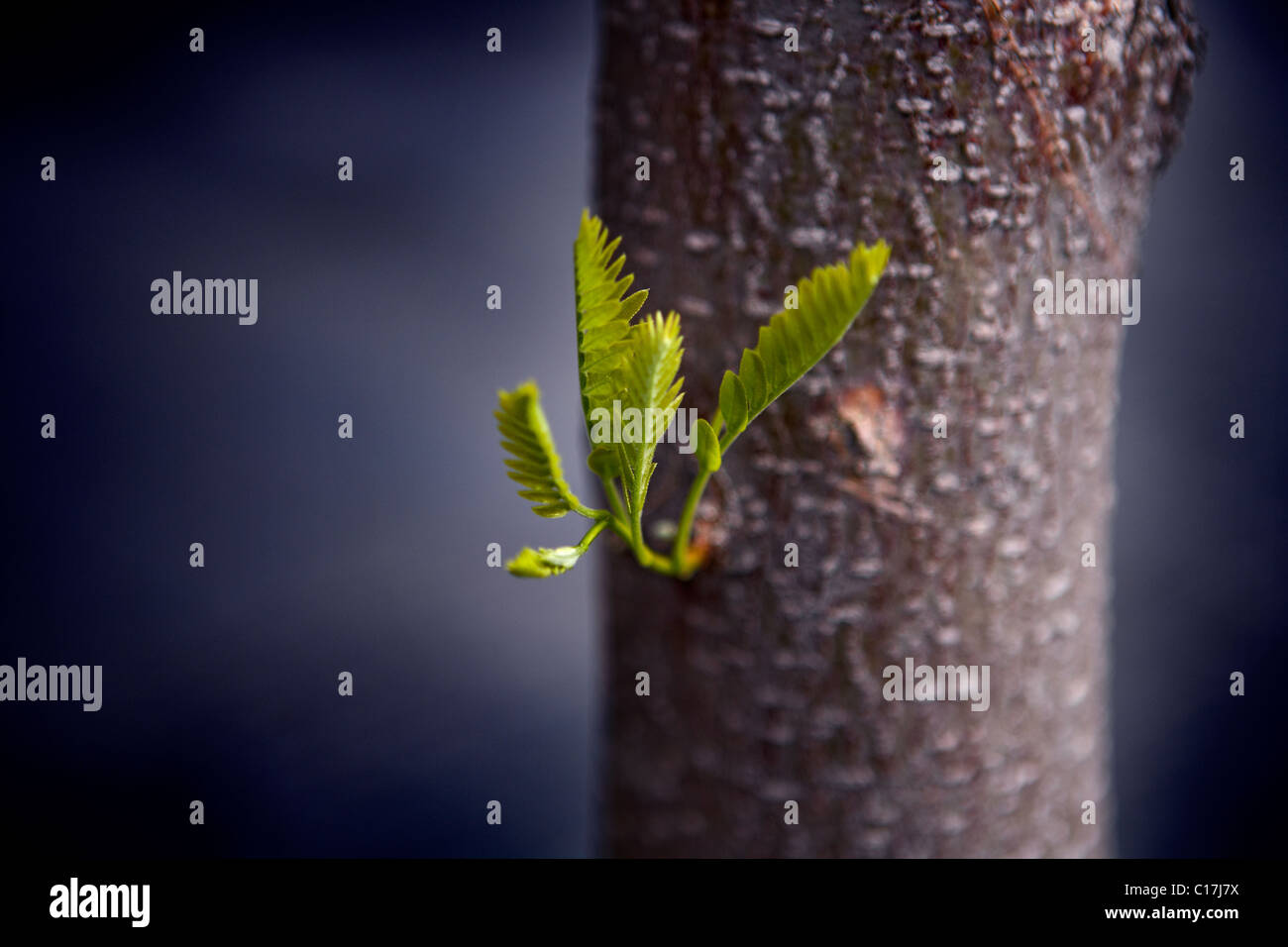 Growing Leaves on a Tree Stock Photo - Alamy