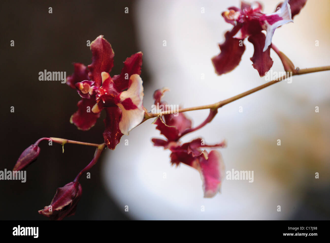 Orchid oncidium sp hi-res stock photography and images - Alamy