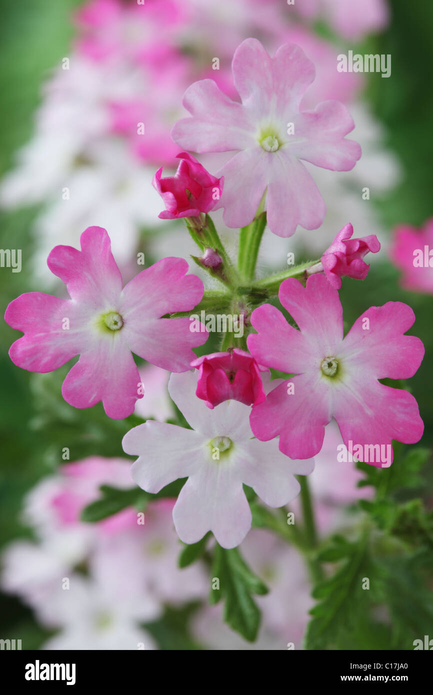 Verbena Aztec Pink Magic (Aztec Series) June Stock Photo - Alamy