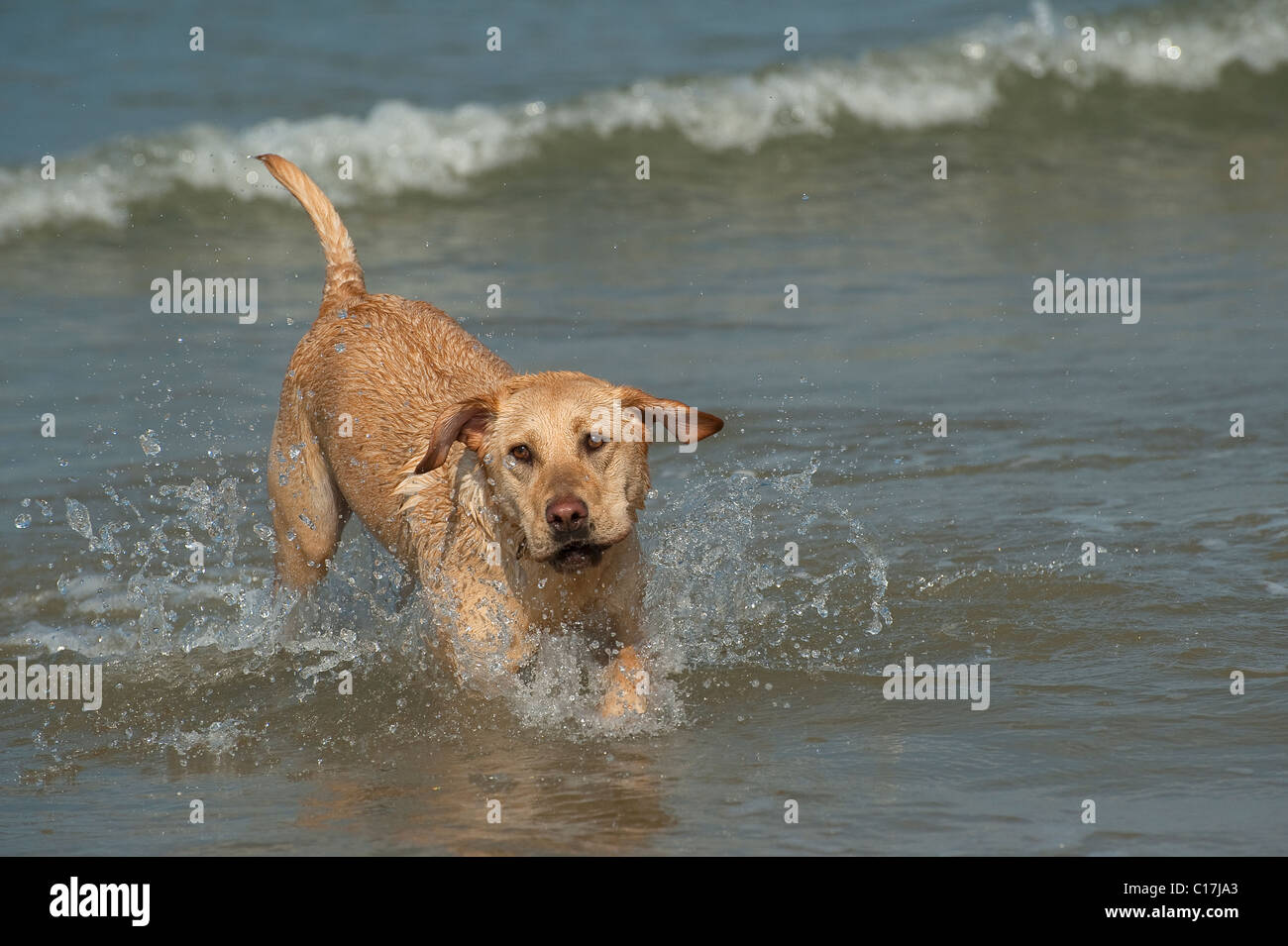 Yellow labrador dog having fun in the sea Stock Photo - Alamy