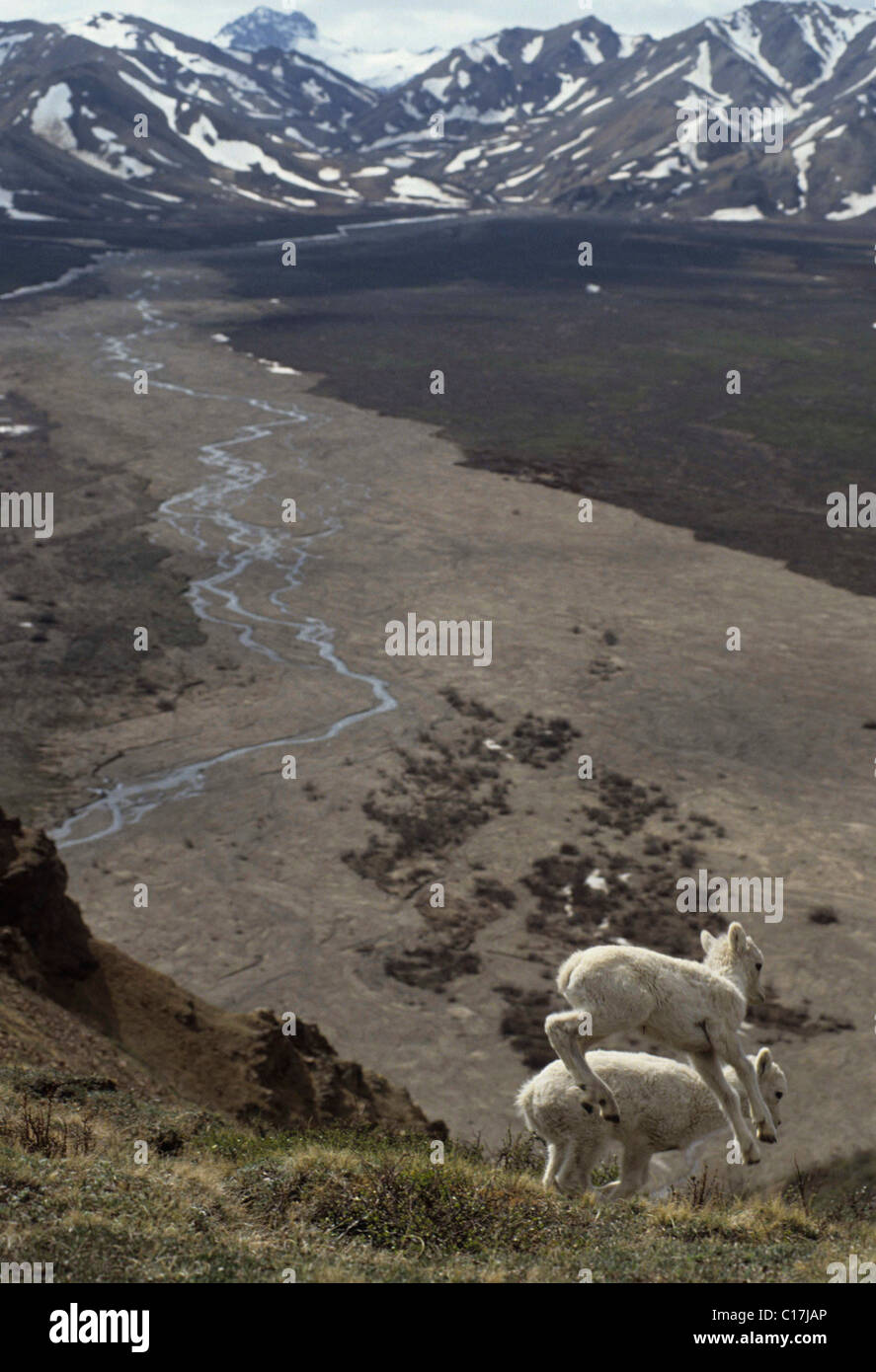 Dall Sheep, Lamb, Denali National Park, Alaska Stock Photo - Alamy