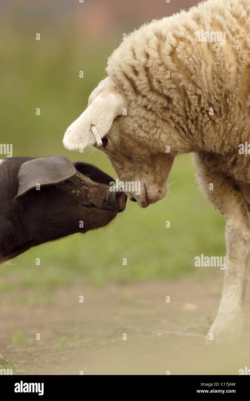 Lamb and piglet sniffing each other, organic farm, Yorkshire, UK Stock ...