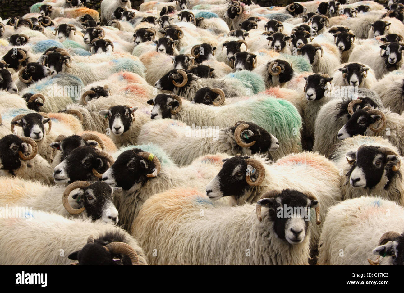 Sheep packed in tight, farm, Hubberholme, Langstrothdale, Yorkshire ...