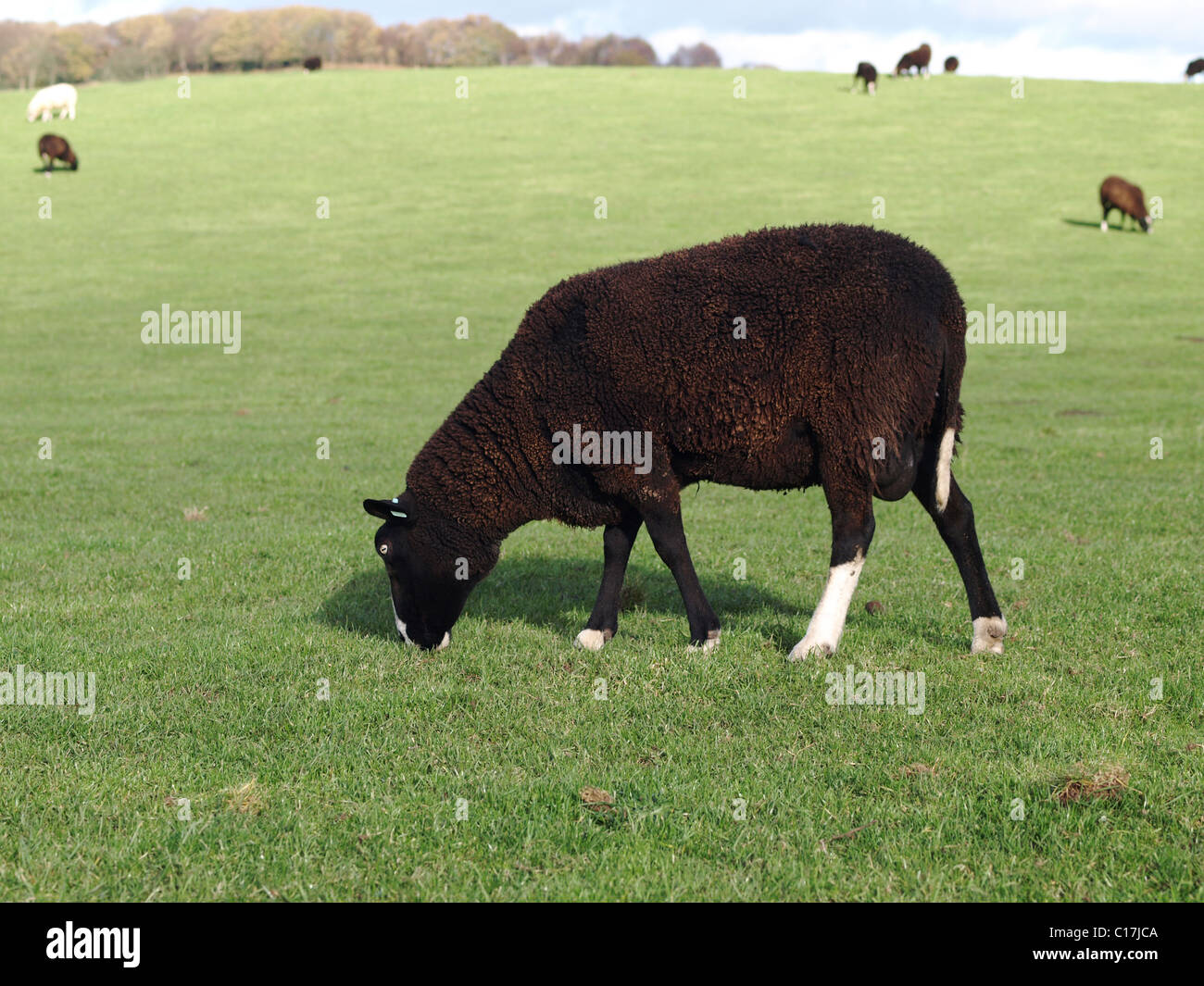 A brown Zwartbles rare breed sheep cropping grass Stock Photo - Alamy