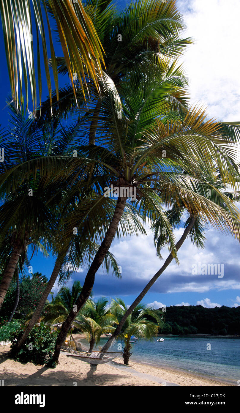 Palm trees on Bolongo Beach, St. Thomas Island, United States Virgin ...