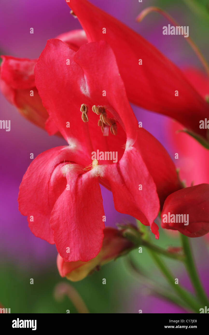Red penstemon perennials hi-res stock photography and images - Alamy