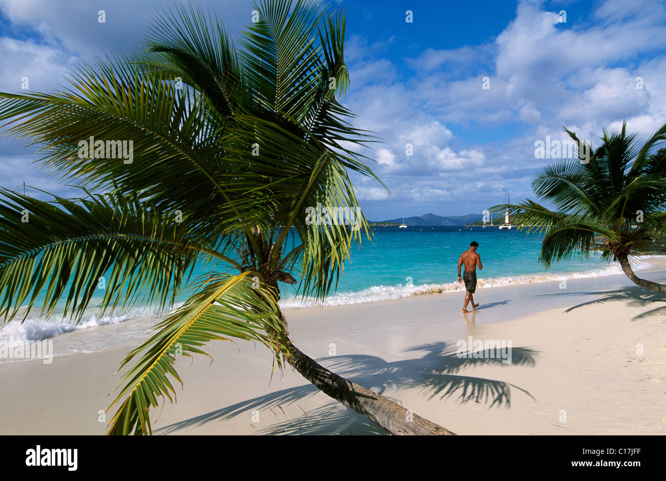Palm trees on a beach, Solomon Bay, St. John Island, United States ...