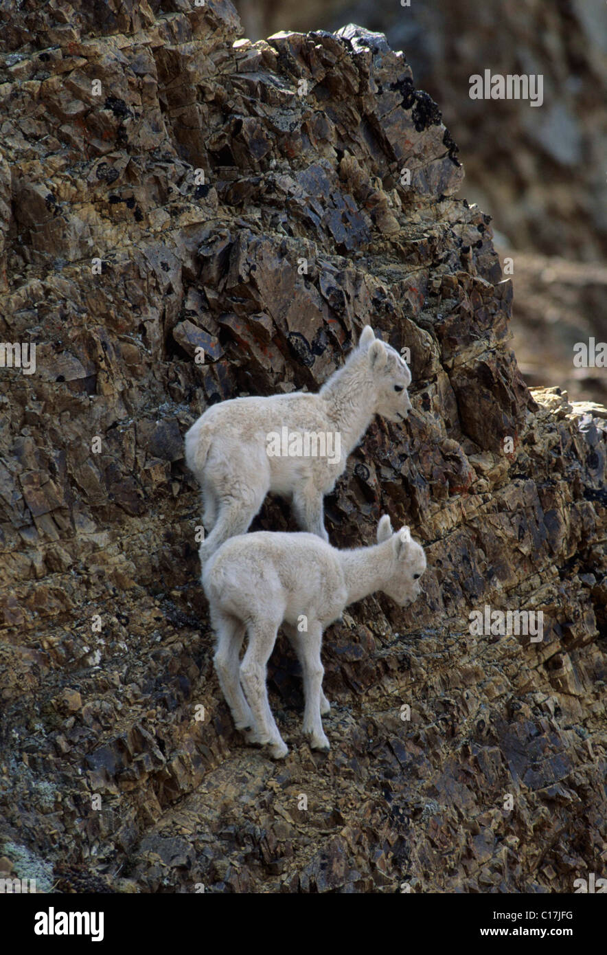 Dall Sheep, Lamb, Denali National Park, Alaska Stock Photo - Alamy