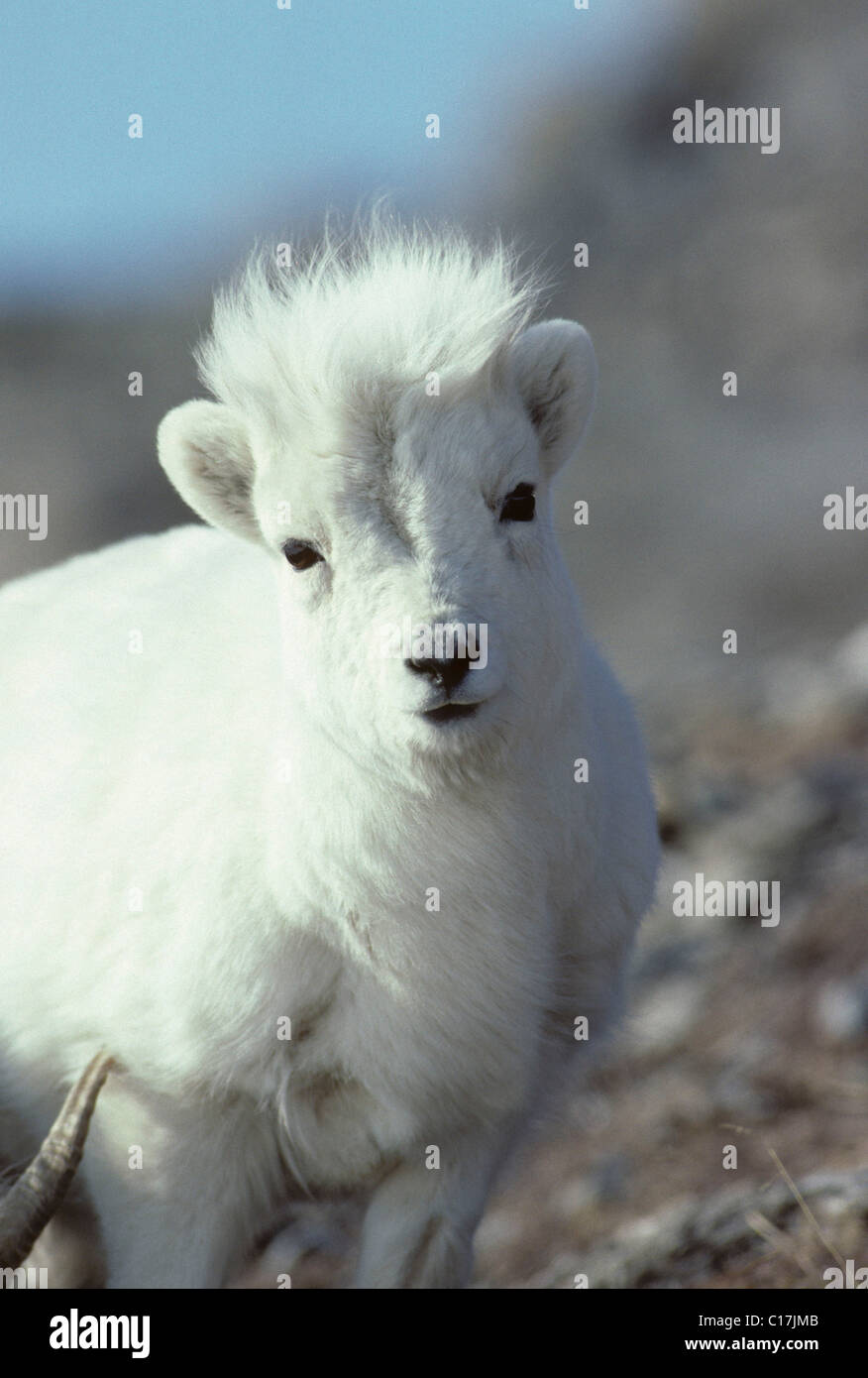 Dall Sheep, Lamb, Denali National Park, Alaska Stock Photo - Alamy