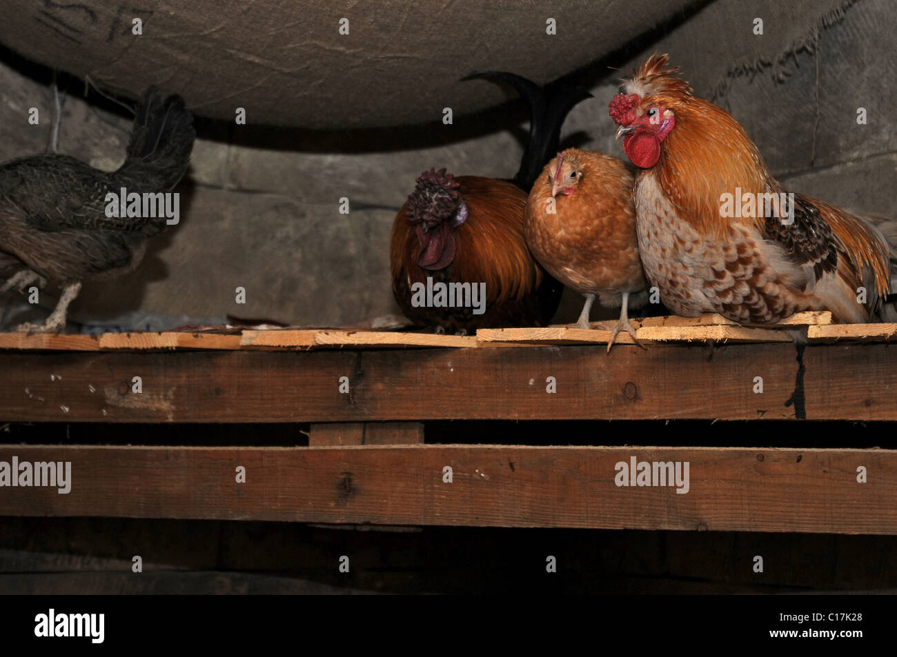 cock and hen in a dark coop looking strait into the camera. Poultry ...