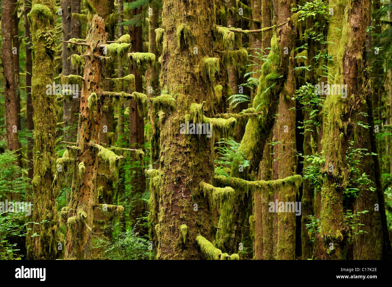 Trees covered with lichen in the Hoh rainforest, Olympic National Park ...