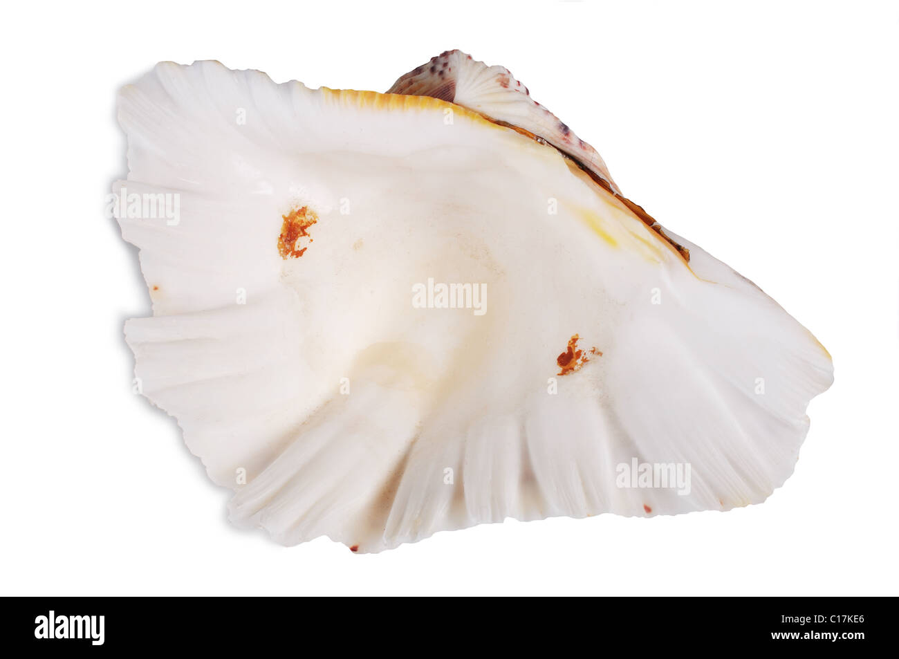 Shell and exoskeleton hi-res stock photography and images - Alamy