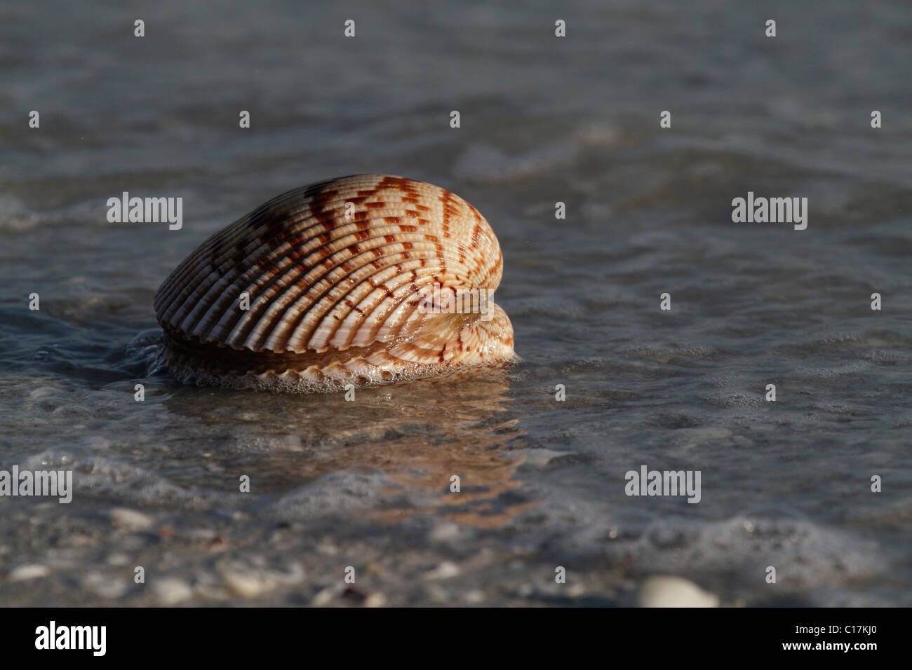 Giant atlantic cockle dinocardium robustum hi-res stock photography and ...