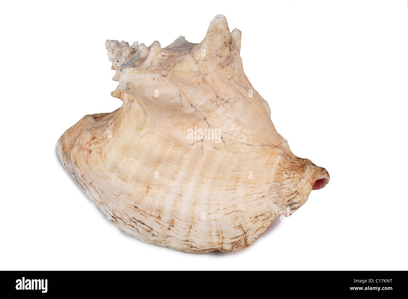 Shell and exoskeleton hi-res stock photography and images - Alamy