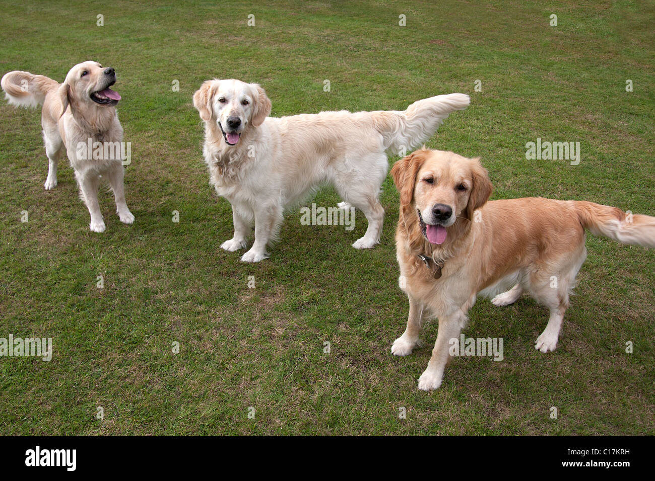 three golden retrievers Stock Photo - Alamy