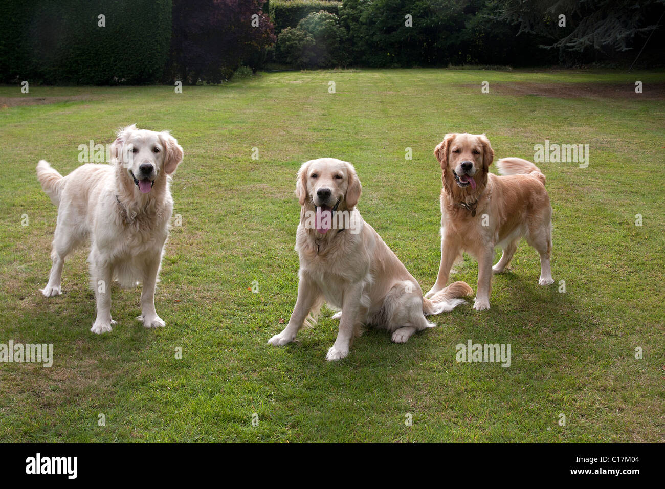 three golden retrievers Stock Photo - Alamy