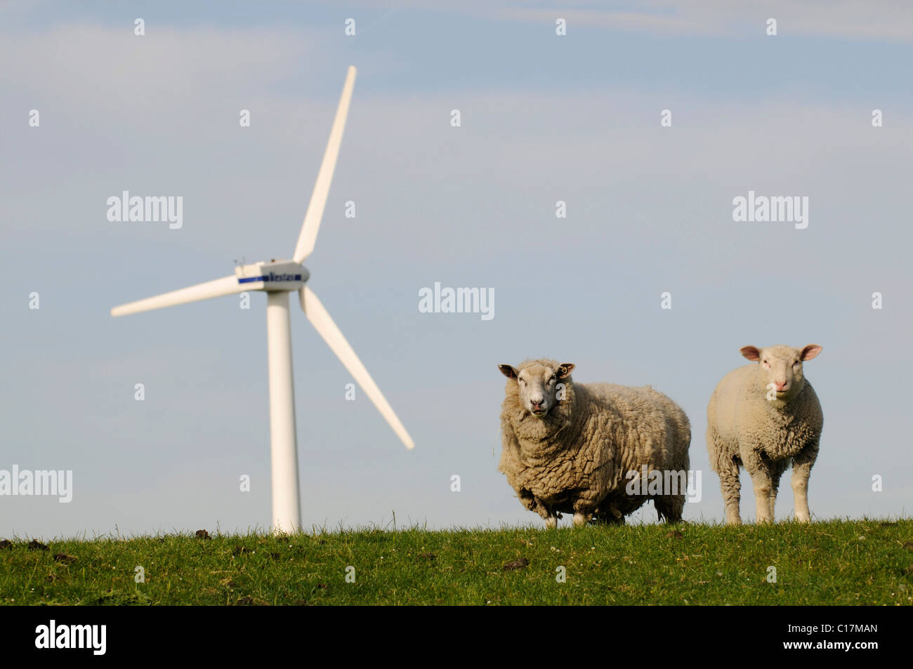 Sheep and wind turbines near Dagebuell, North Frisia, North Sea ...