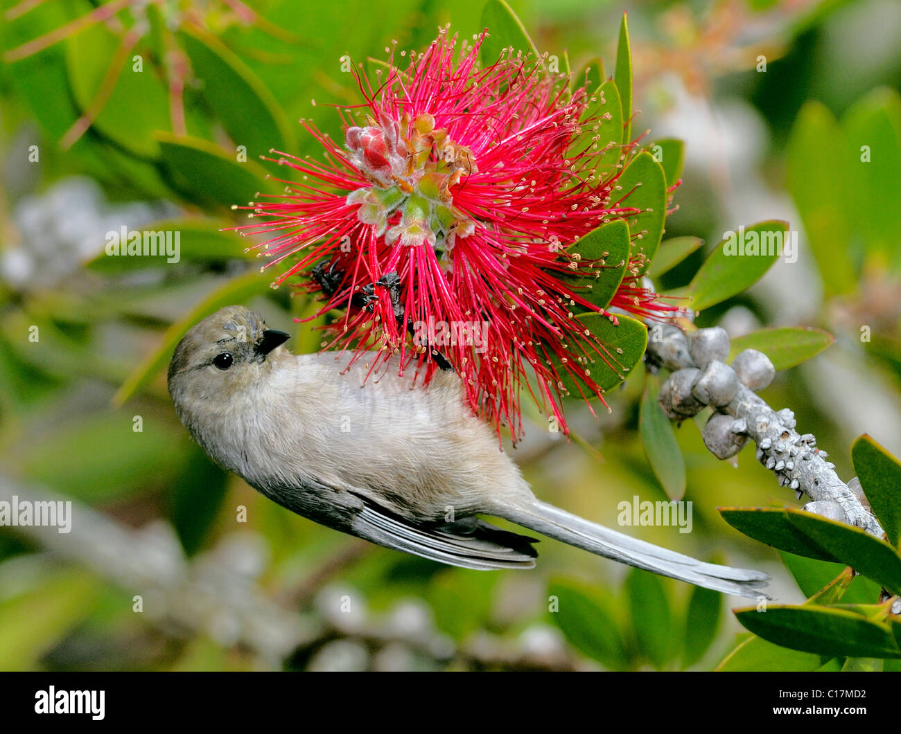 A Bushtit bird - Psaltriparus minimus, here foraging for food, pictured ...