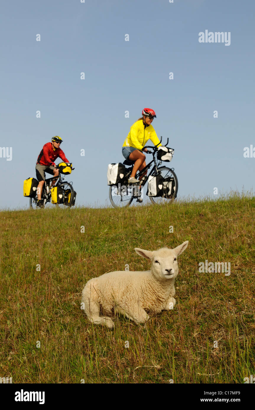Sheep Riding A Bike