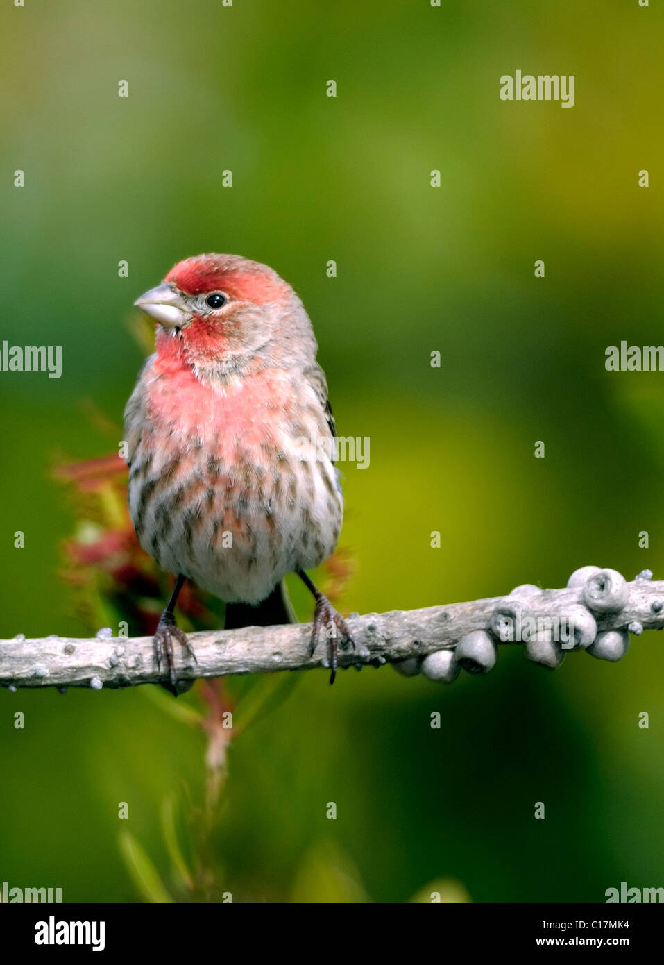 Common house finch hi-res stock photography and images - Alamy