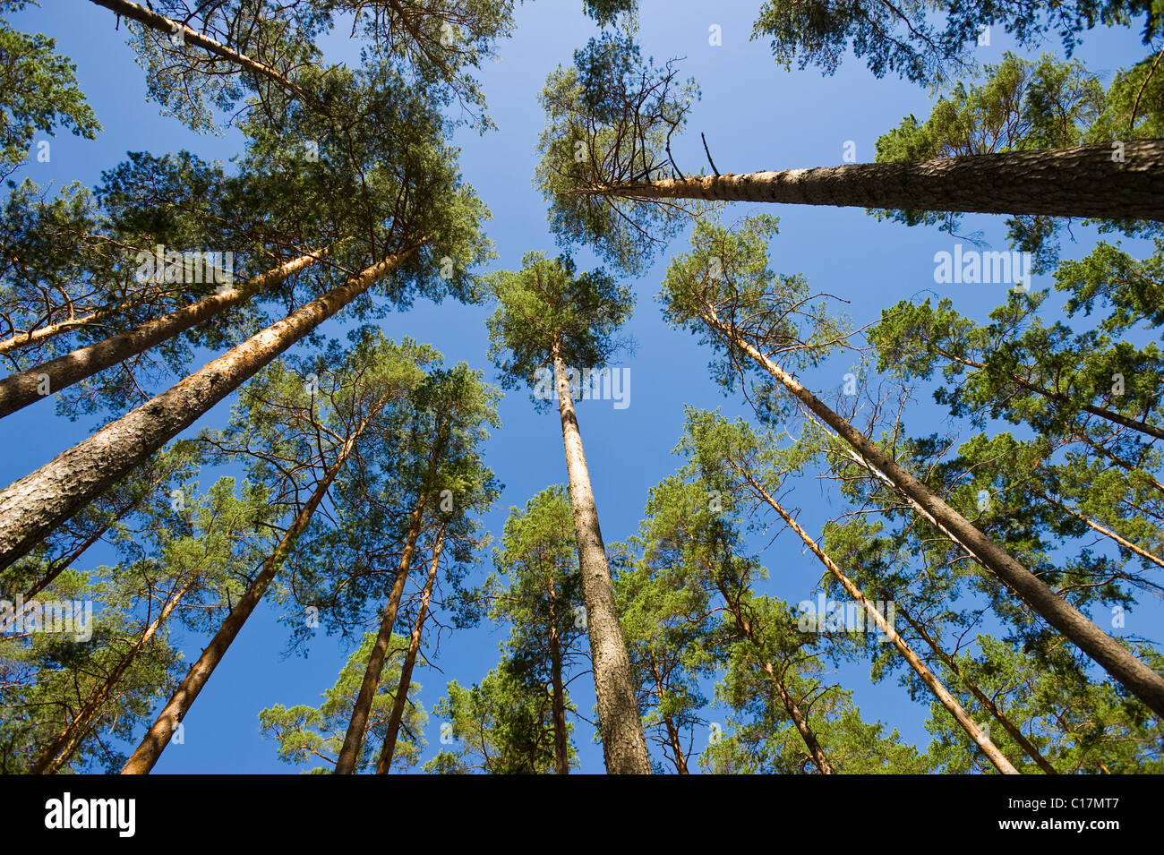 Baltic pine hi-res stock photography and images - Alamy