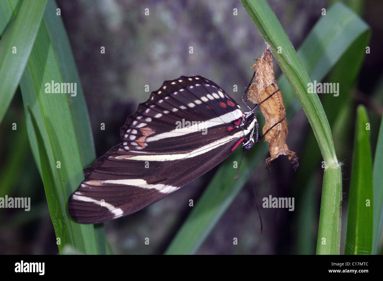 Zebra (Heliconian) Butterfly Heliconius charitonius Stock Photo - Alamy